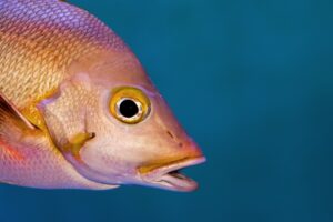 Can Fish See Color? The Fascinating Science Behind Underwater Vision ...