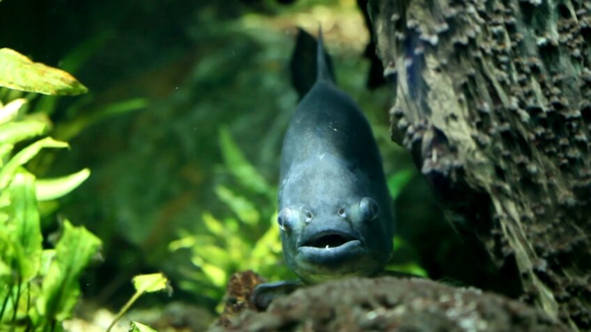 Do Piranhas Eat People? Debunking the Myth of Their Man-Eating Habits ...