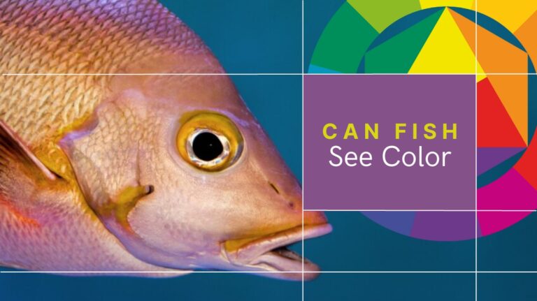Can Fish See Color? The Fascinating Science Behind Underwater Vision ...