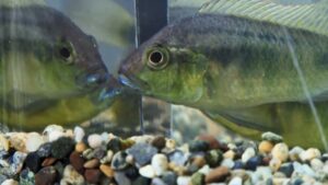 Can Fish See Color? The Fascinating Science Behind Underwater Vision ...