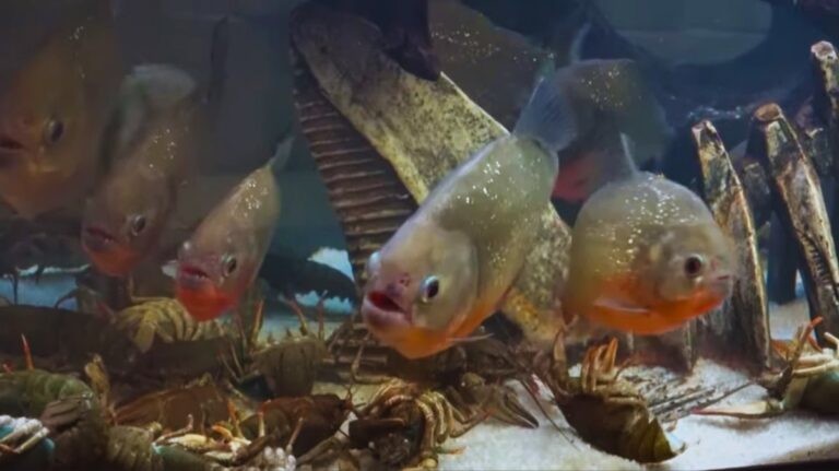 Do Piranhas Eat People? Debunking the Myth of Their Man-Eating Habits ...