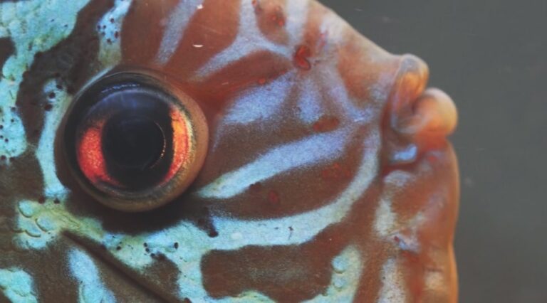 Can Fish See Color? The Fascinating Science Behind Underwater Vision ...