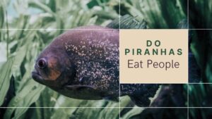 Do Piranhas Eat People? Debunking the Myth of Their Man-Eating Habits ...