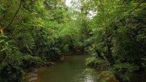 How Deep Is the Amazon River - Find Out the Facts and Figures