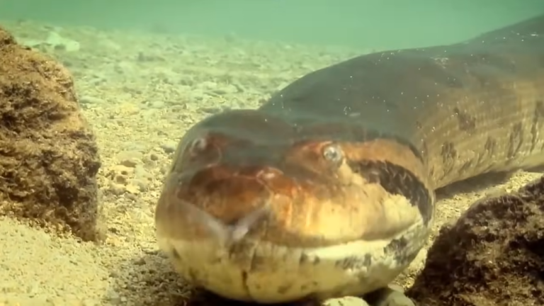 Titanoboa vs Anaconda - What Are the Differences?