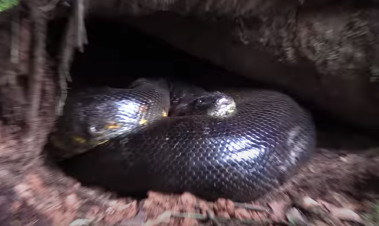 Titanoboa vs Anaconda - What Are the Differences?